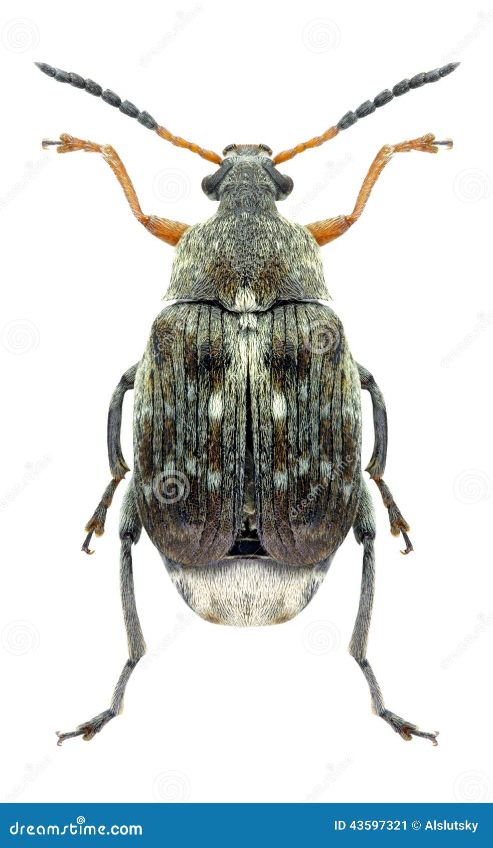 Beetle Bruchus Rufimanus Stock Photos - Free & Royalty-Free Stock ...