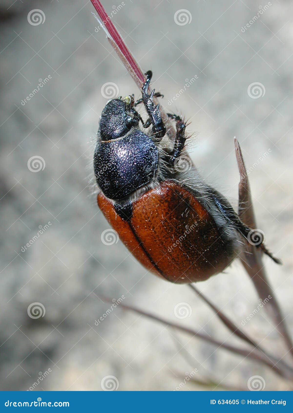 Beetle Bug Close-up stock image. Image of beetle, insect - 634605