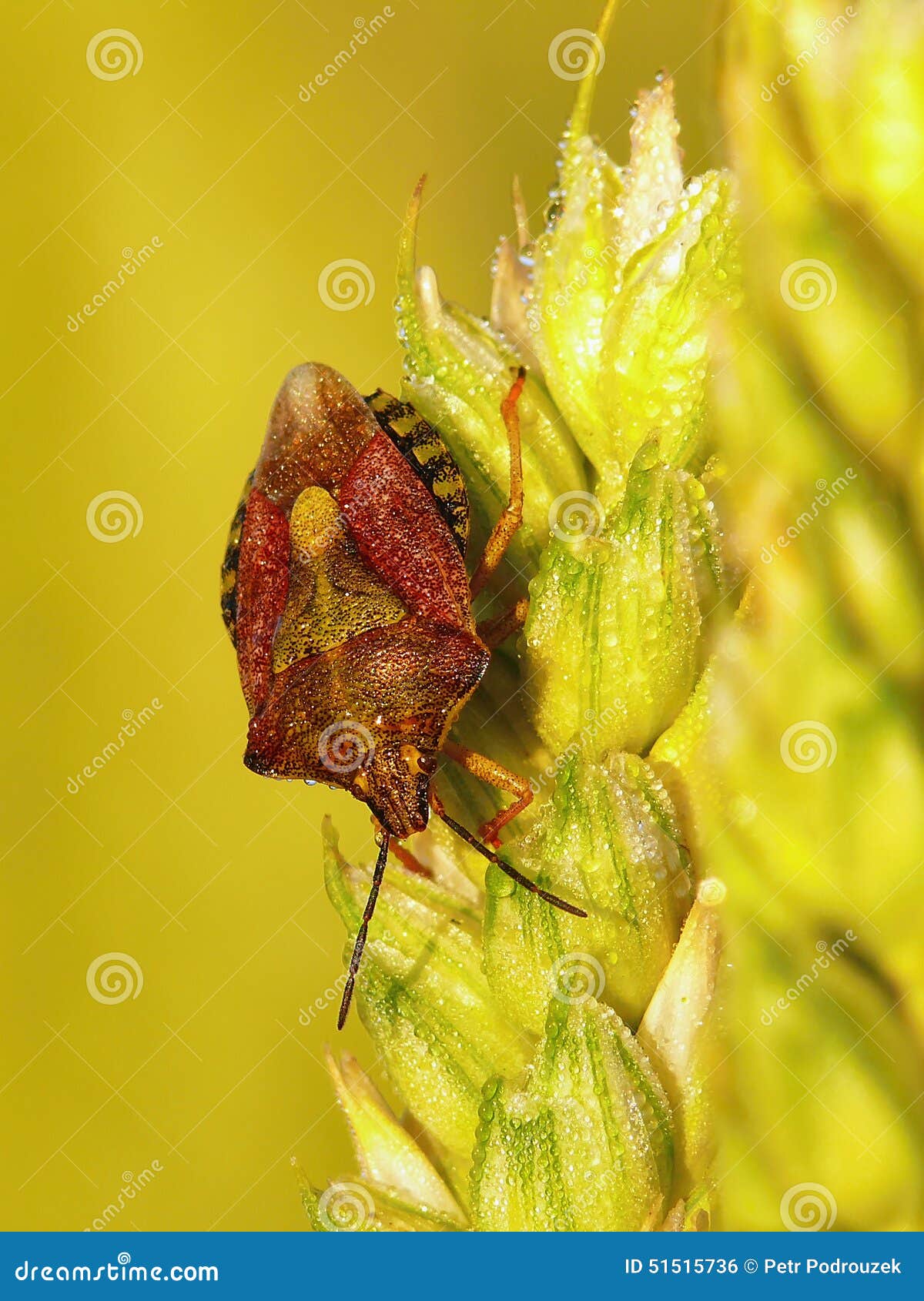 Beetle bug stock photo. Image of beautiful, insect, summer - 51515736