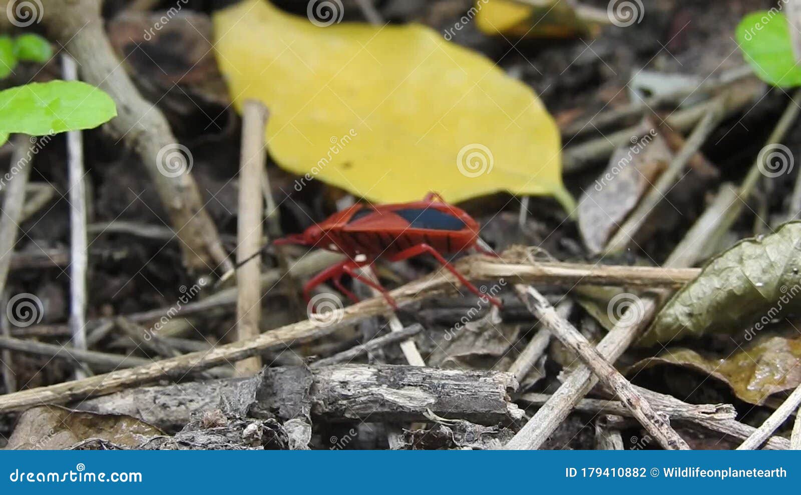 Beetle Bugs Pyrrhocoris Apterus. Many Firebugs on a Tree in Different ...
