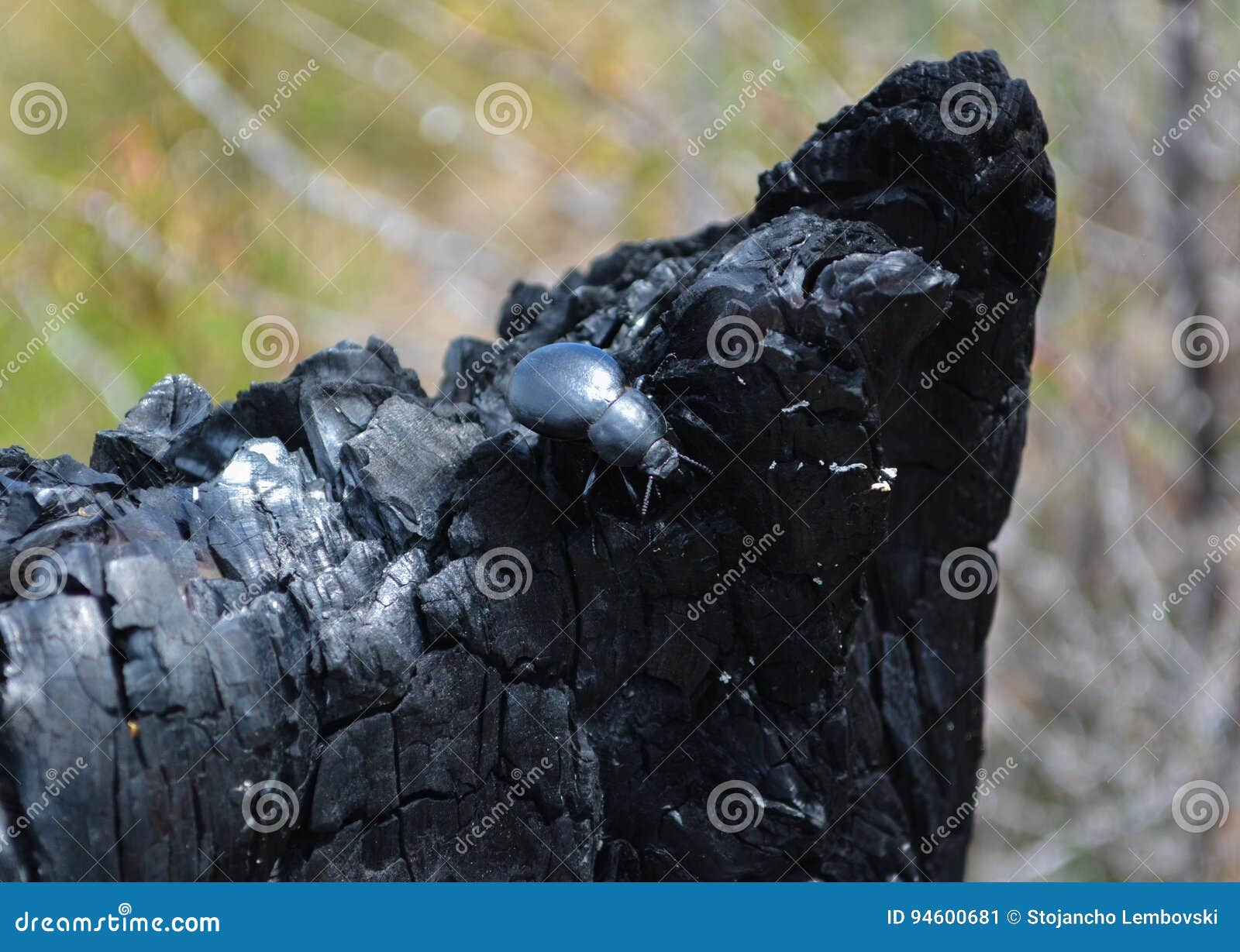 Beetle on a burnt tree stock image. Image of insect, charcoal - 94600681