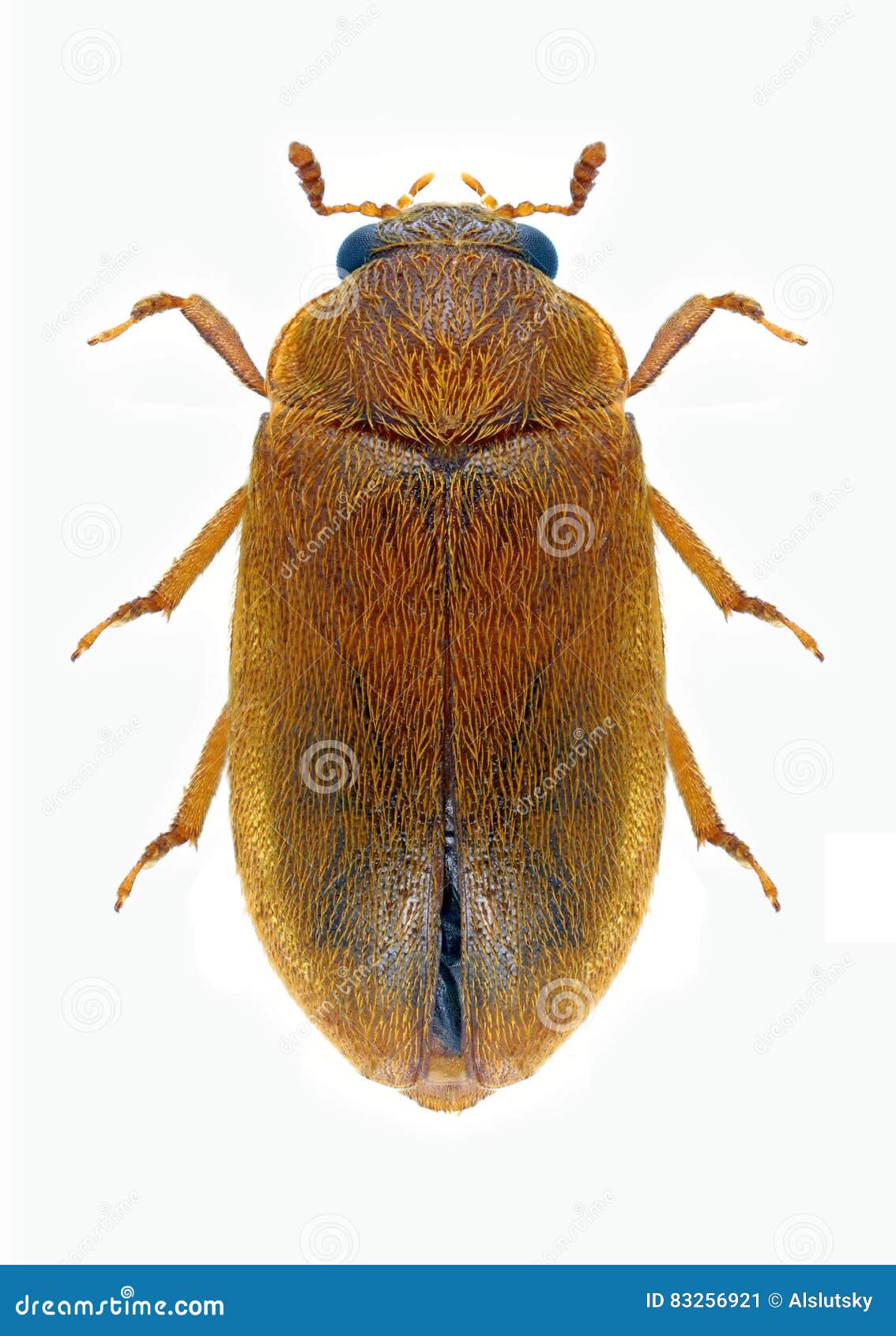 Beetle Byturus ochraceus stock image. Image of background - 83256921