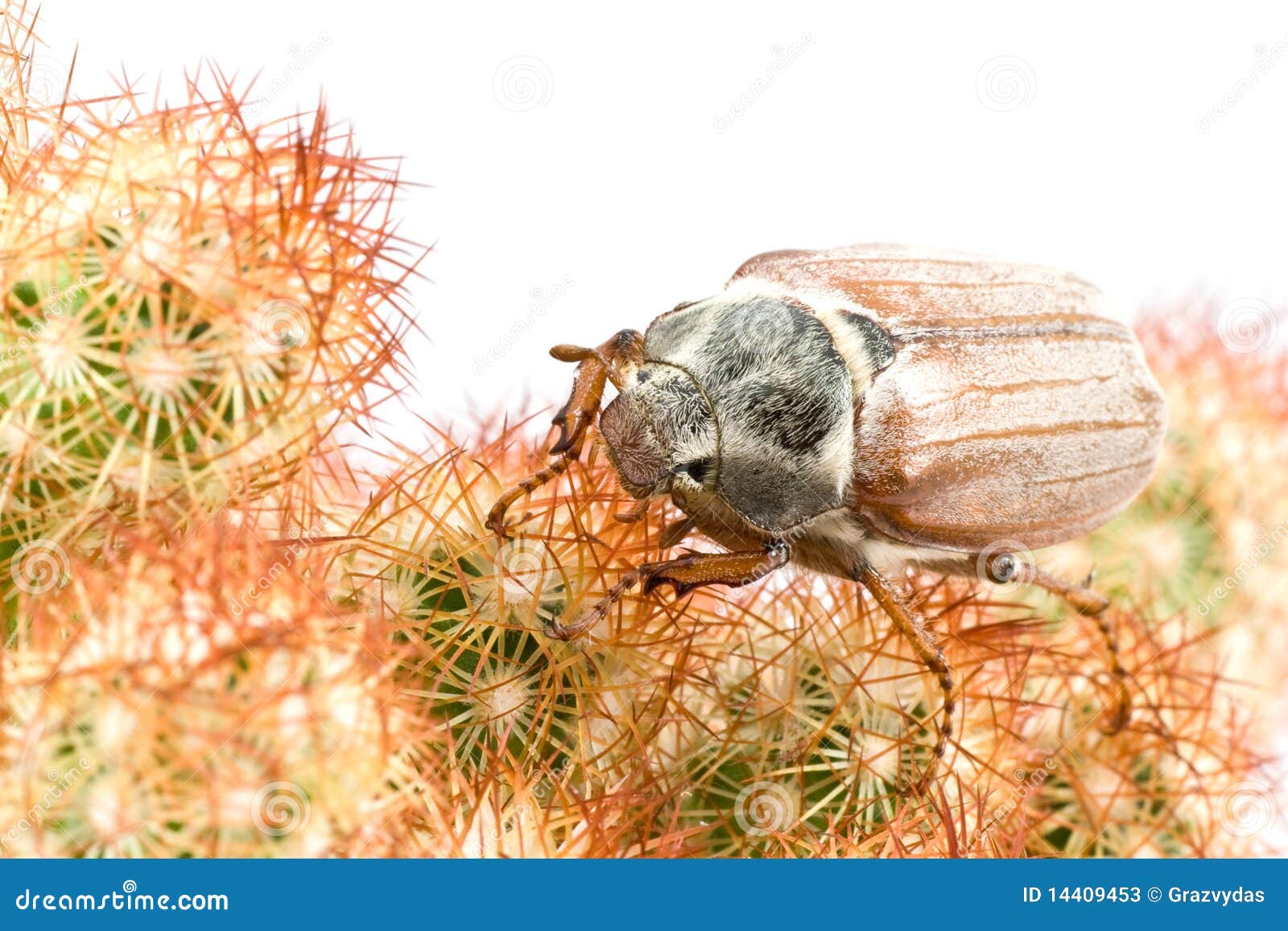 Beetle on cactus stock image. Image of life, cycle, cockchafer - 14409453
