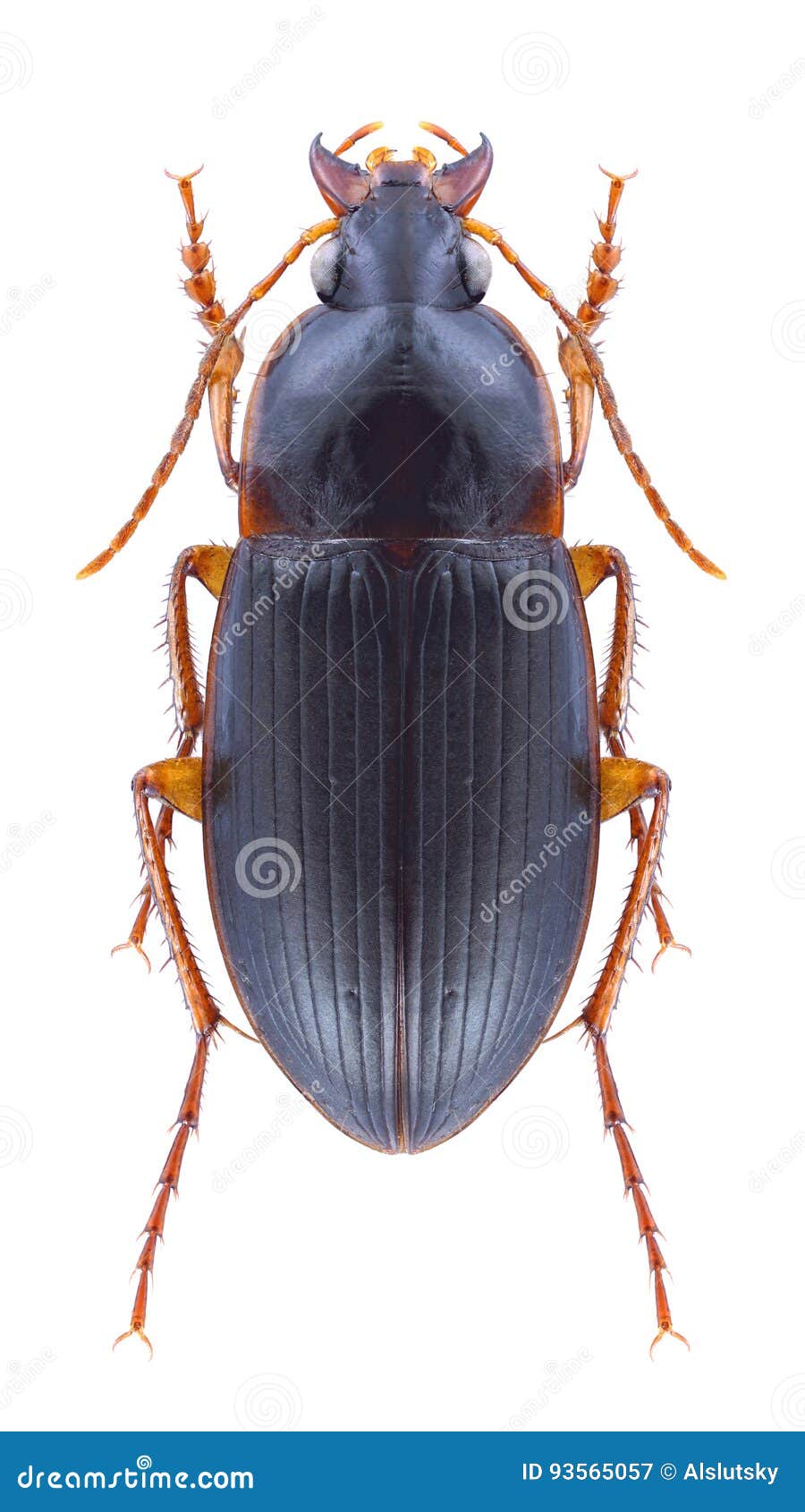 Calathus Ambiguus Stock Photos - Free & Royalty-Free Stock Photos from ...