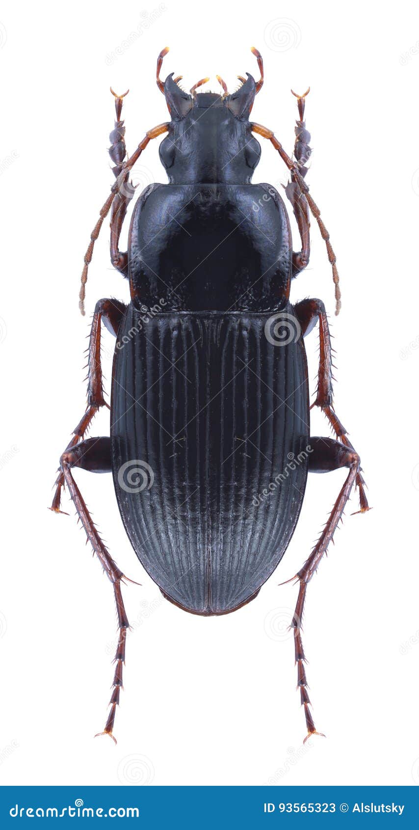 Calathus Fuscipes Stock Photos - Free & Royalty-Free Stock Photos from ...