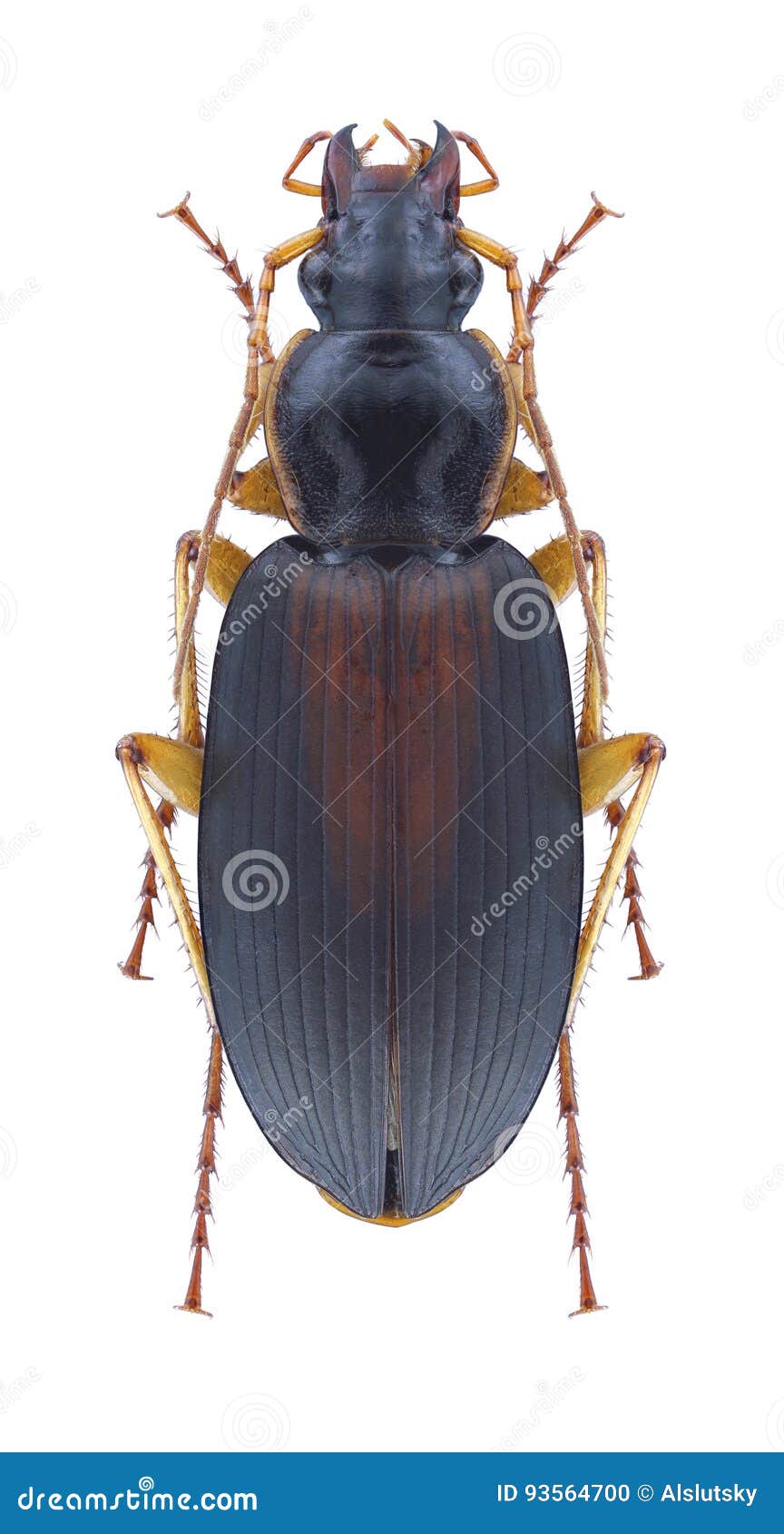 Beetle Calathus halensis stock photo. Image of wildlife - 93564700