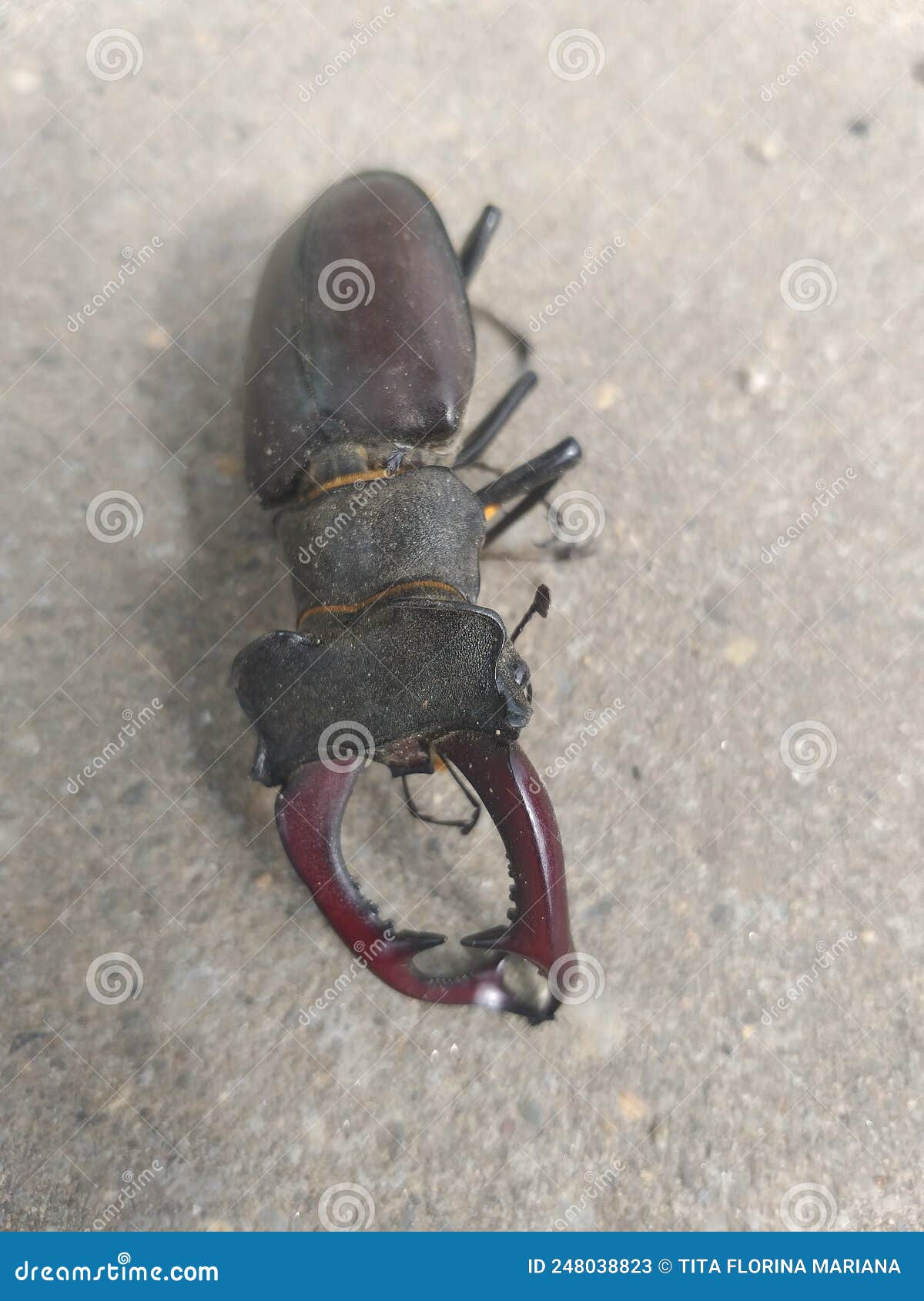 A Beetle Called Radasca from the Insect Family! Stock Image - Image of ...