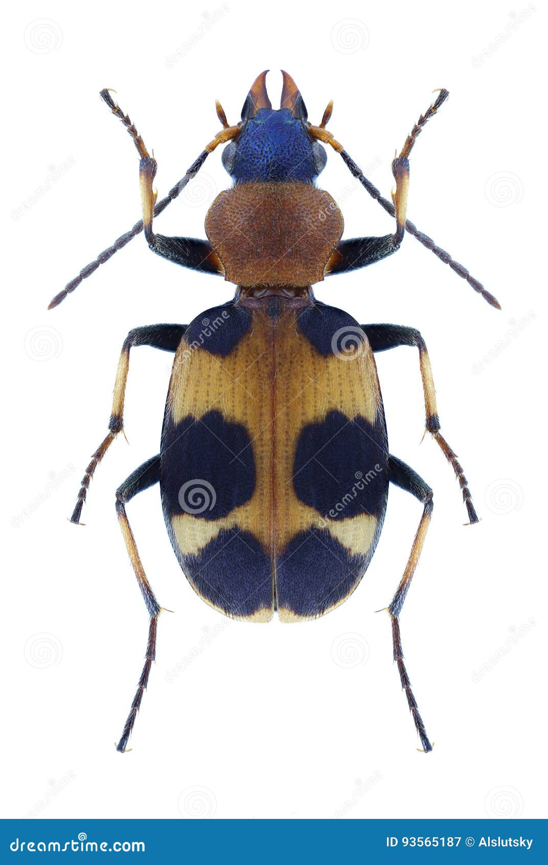 Beetle Callistus Stock Photos - Free & Royalty-Free Stock Photos from ...