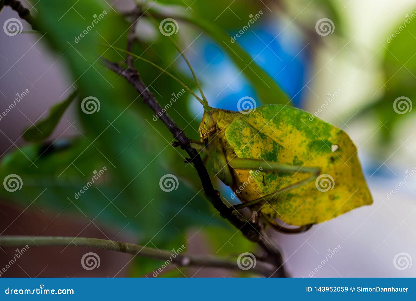 Beetle Camouflaged in Nature Stock Image - Image of camouflage ...