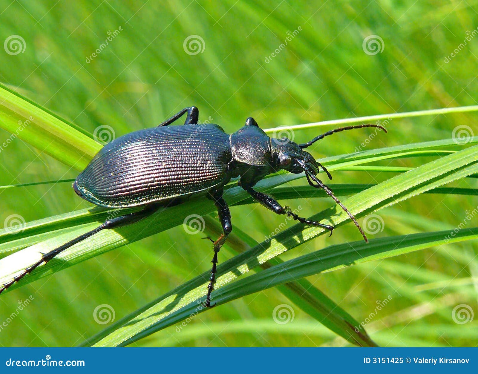 Beetle Carabus 3 stock image. Image of fauna, entomological - 3151425