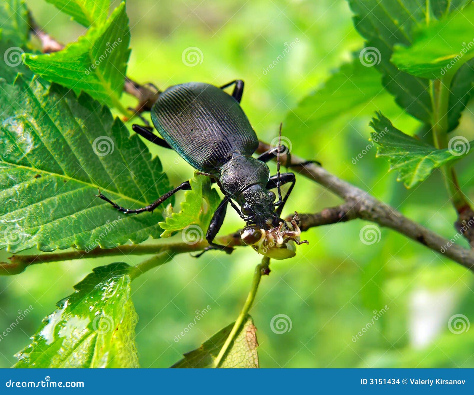 Beetle Carabus 8 stock photo. Image of animals, elitron - 3151434