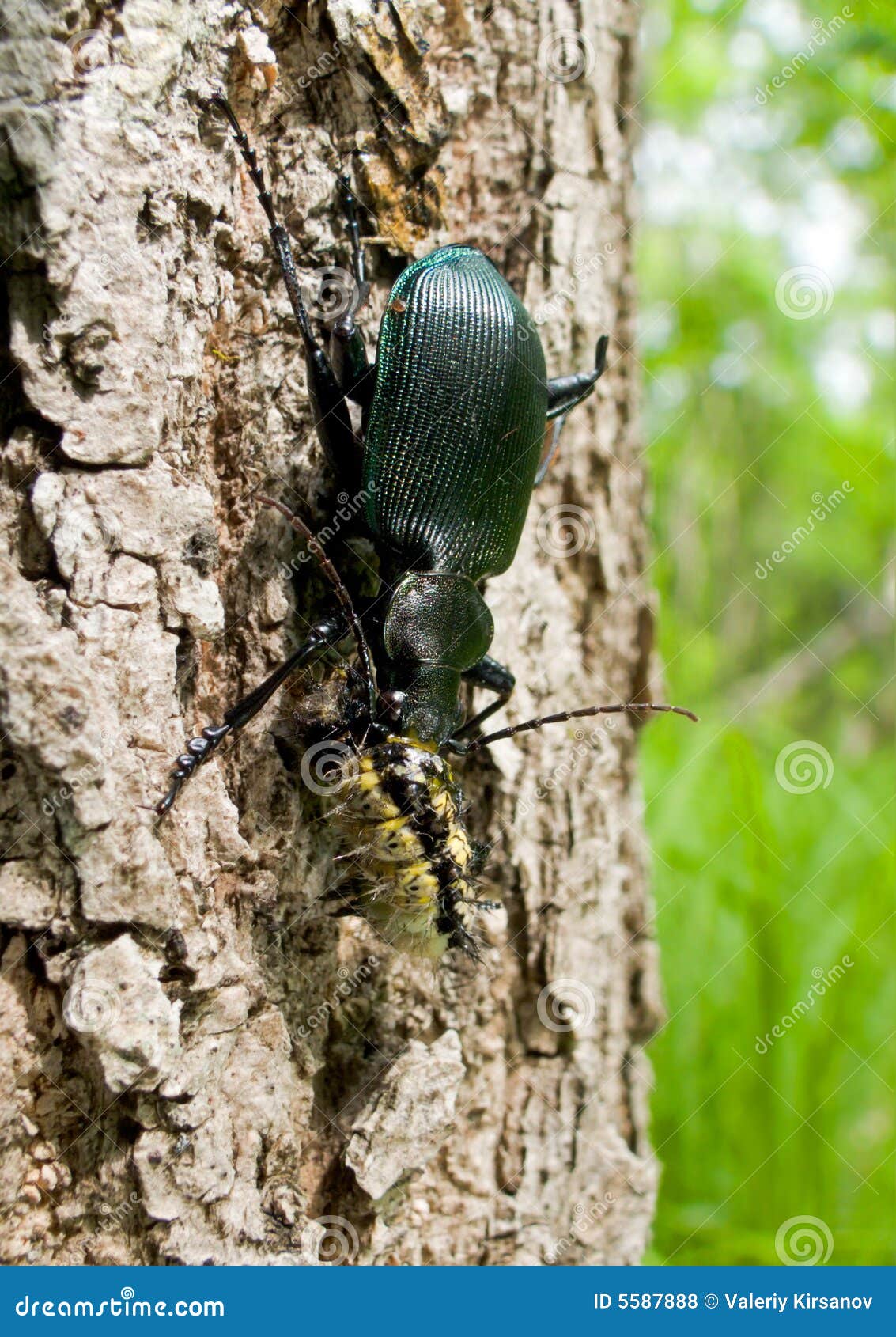 Beetle Carabus (Calosoma Sycophanta) 22 Stock Photo - Image of animal ...