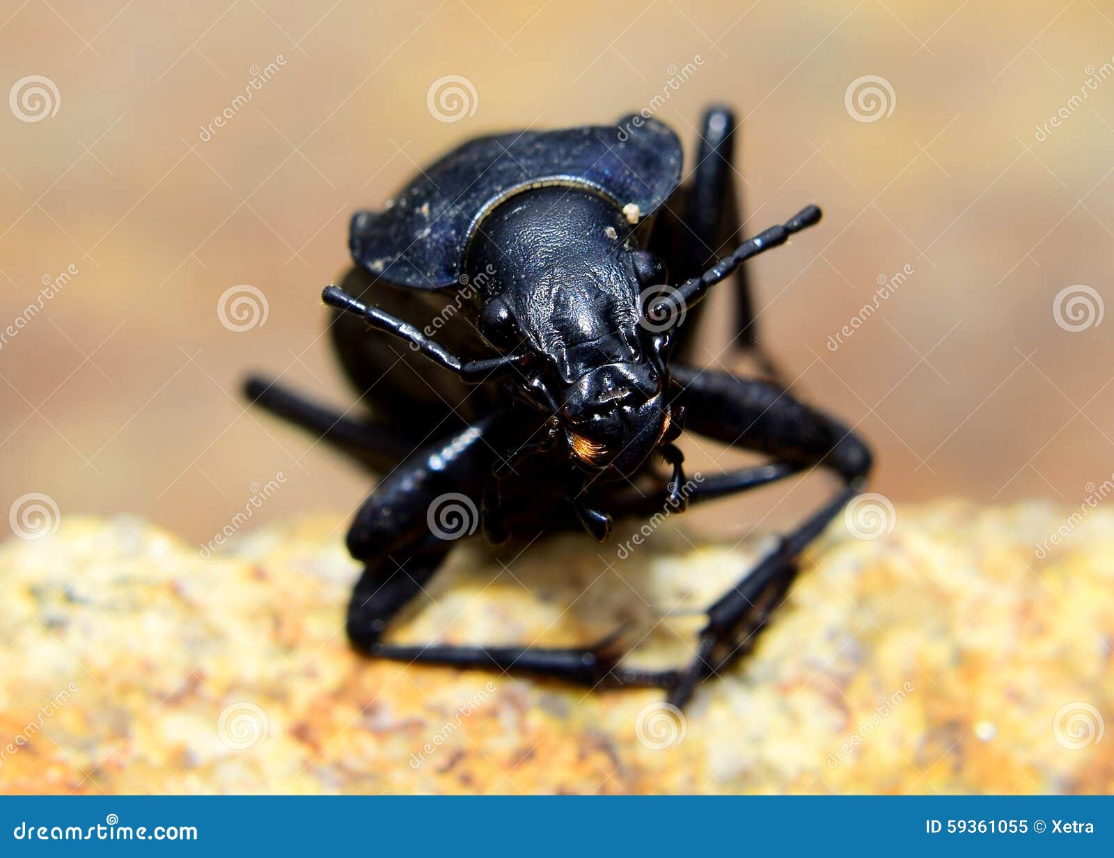 Beetle - Carabus coriaceus stock image. Image of carabidae - 59361055