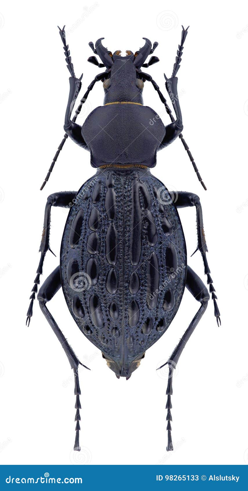 Beetle Of Carabus Scabrosus Tauricus Stock Image | CartoonDealer.com ...