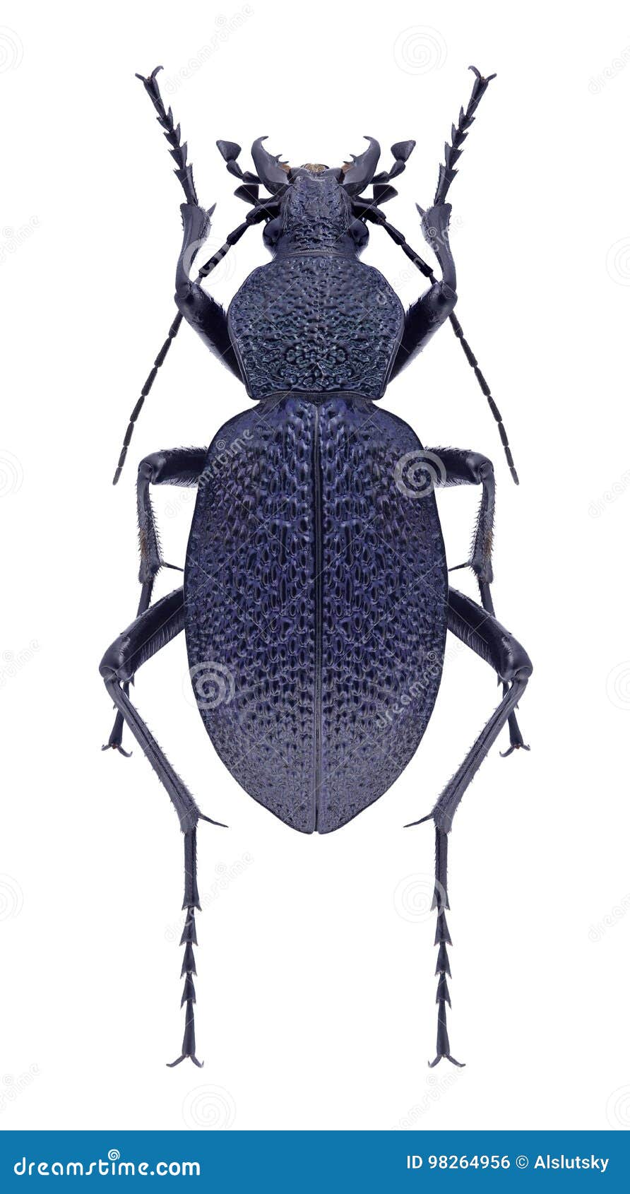 Carabus Scabrosus Stock Photos - Free & Royalty-Free Stock Photos from ...