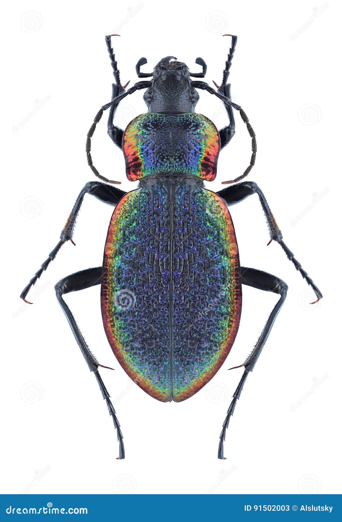 Beetle Of Carabus Scabrosus Tauricus Stock Image | CartoonDealer.com ...