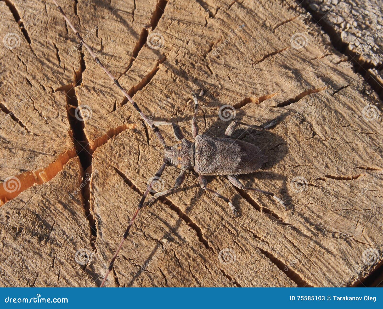 Beetle - carpenter. stock image. Image of macronature - 75585103