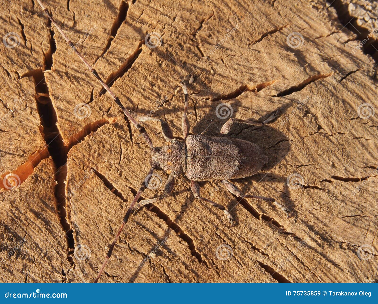 Beetle - carpenter. stock image. Image of home, forest - 75735859