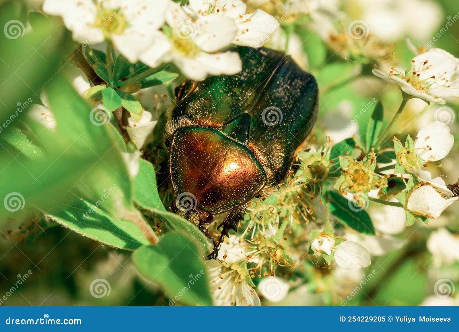 The Beetle Cetonia Aurata Sits on a Flower Stock Image - Image of close ... The Beetle Cetonia Aurata Sits on a Flower Stock Image - Image of close ...