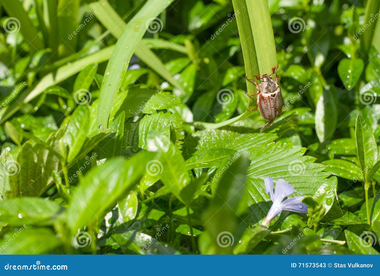 Beetle Climbing Up a Blade of Grass, May Beetle Climbing a Blade of ...