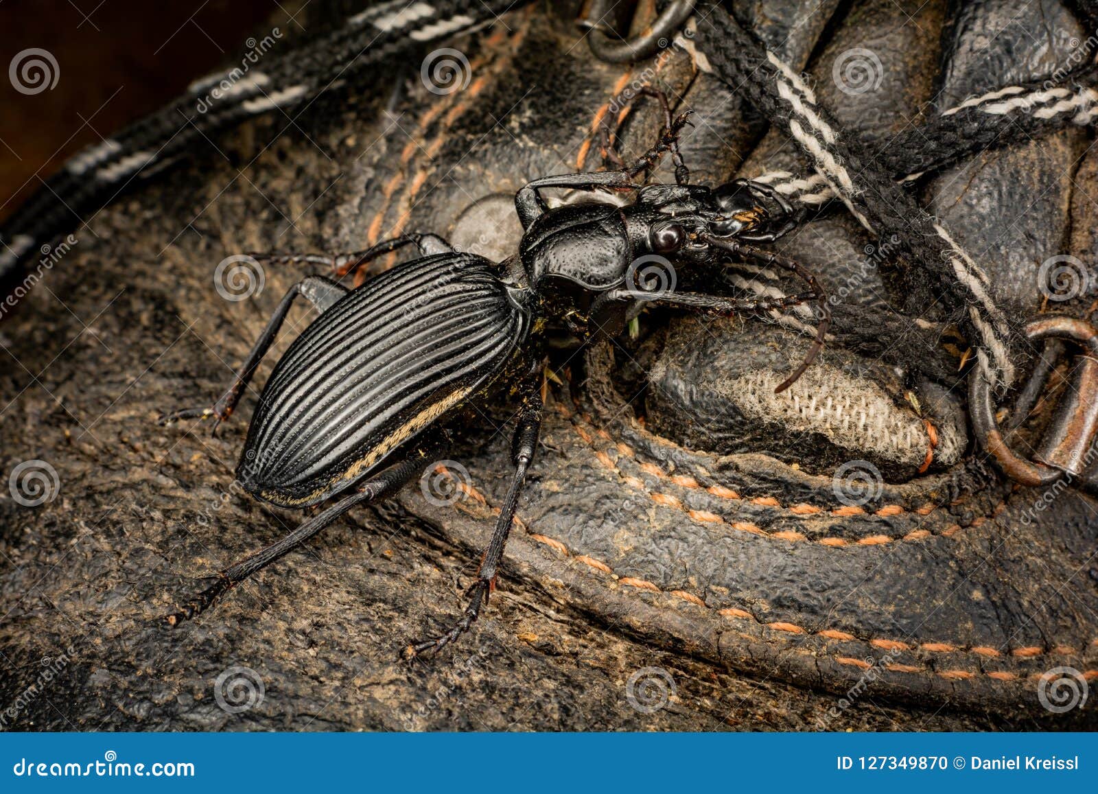 Beetle climbs shoe stock photo. Image of large, detail - 127349870