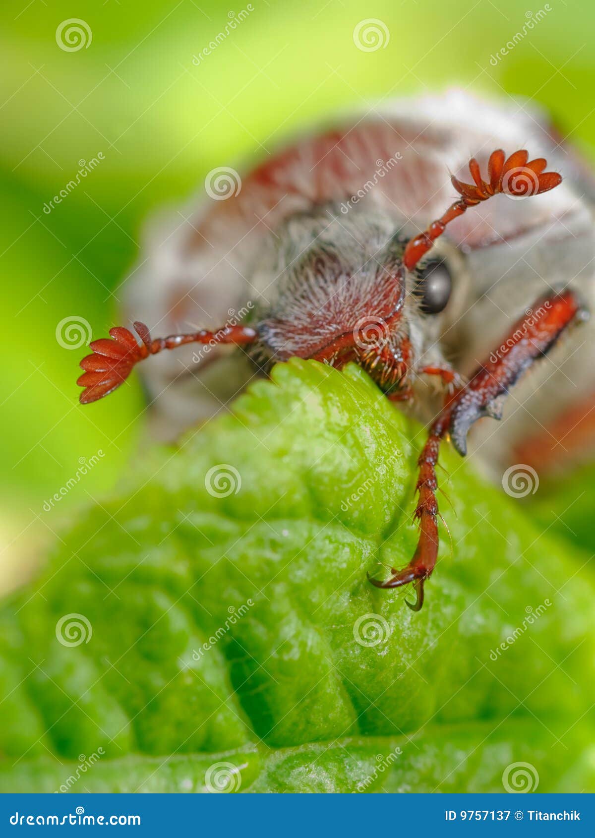 Beetle close-up stock image. Image of spring, tentacle - 9757137