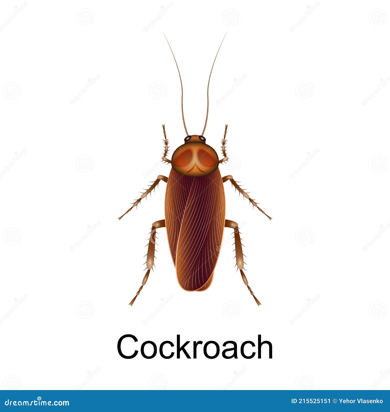 Beetle Cockroach Vector Icon.Realistic Vector Icon Isolated on White ...