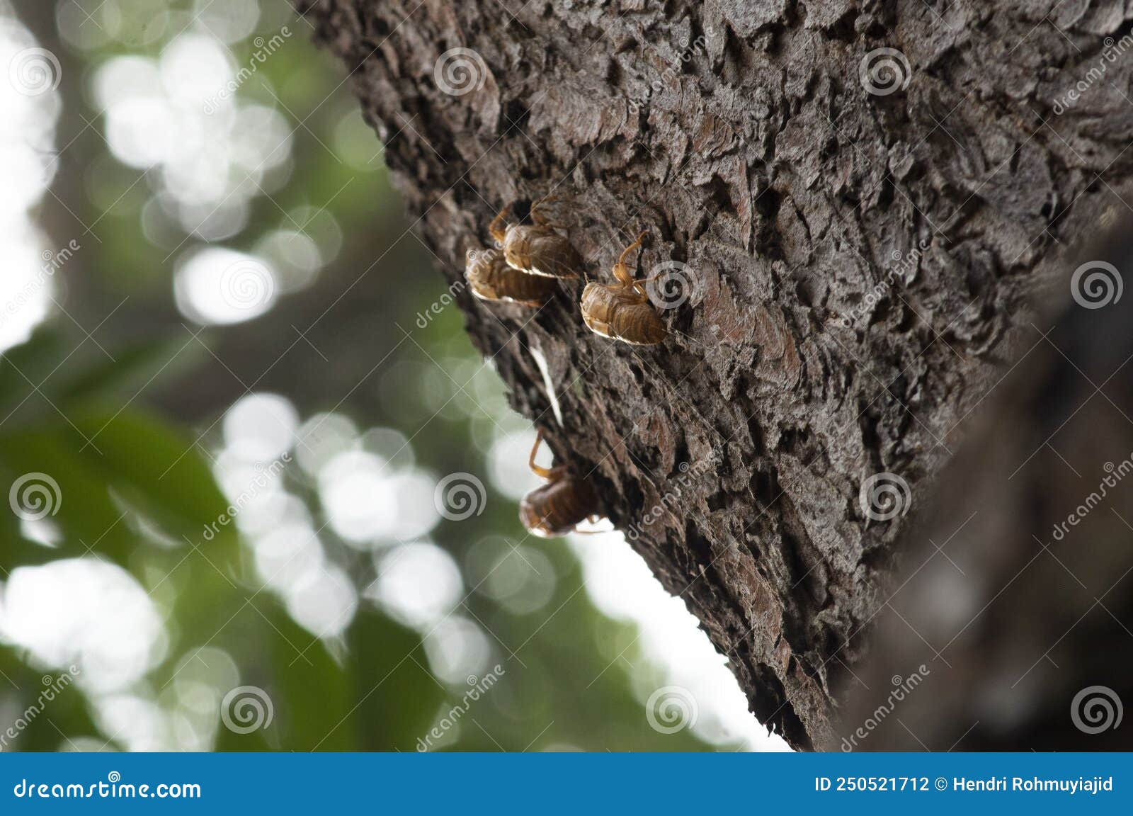 Beetle Cocoon Shell Attached To Tree Bark Stock Photo - Image of twig ...