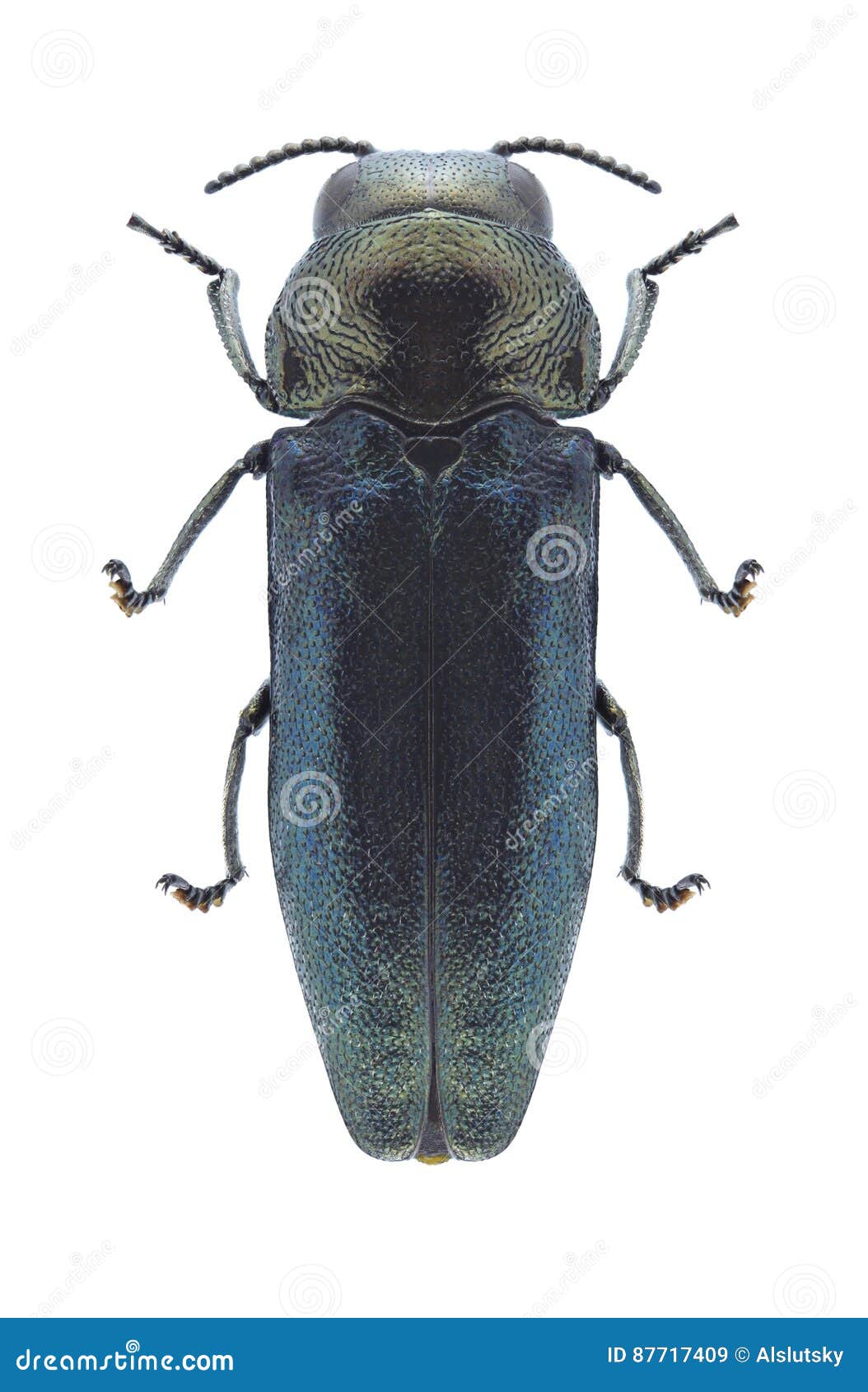 Elatus Stock Photos - Free & Royalty-Free Stock Photos from Dreamstime