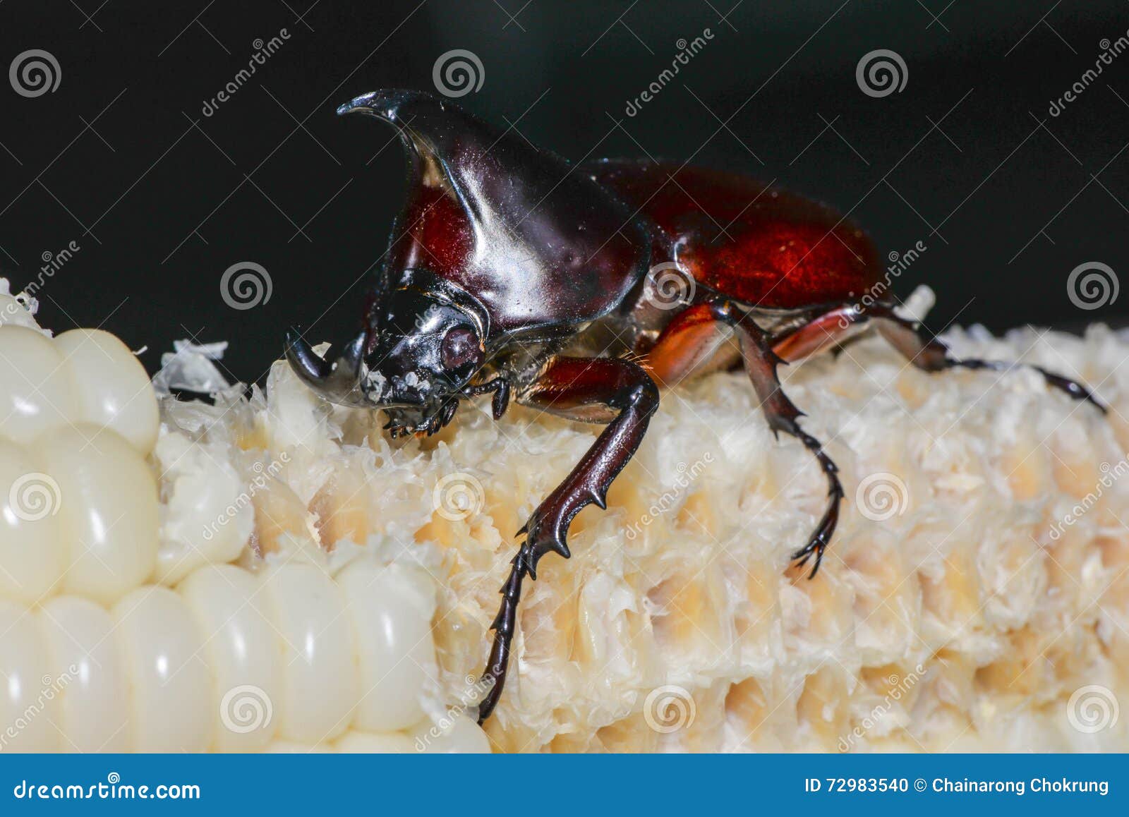 Beetle on the corn stock photo. Image of brown, beetles - 72983540