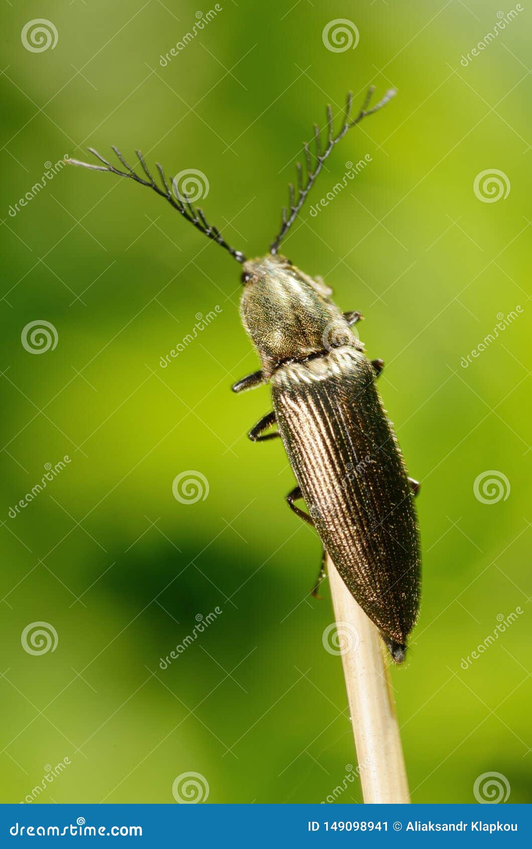 Beetle Crawling on the Stem Stock Image - Image of heat, antenna: 149098941