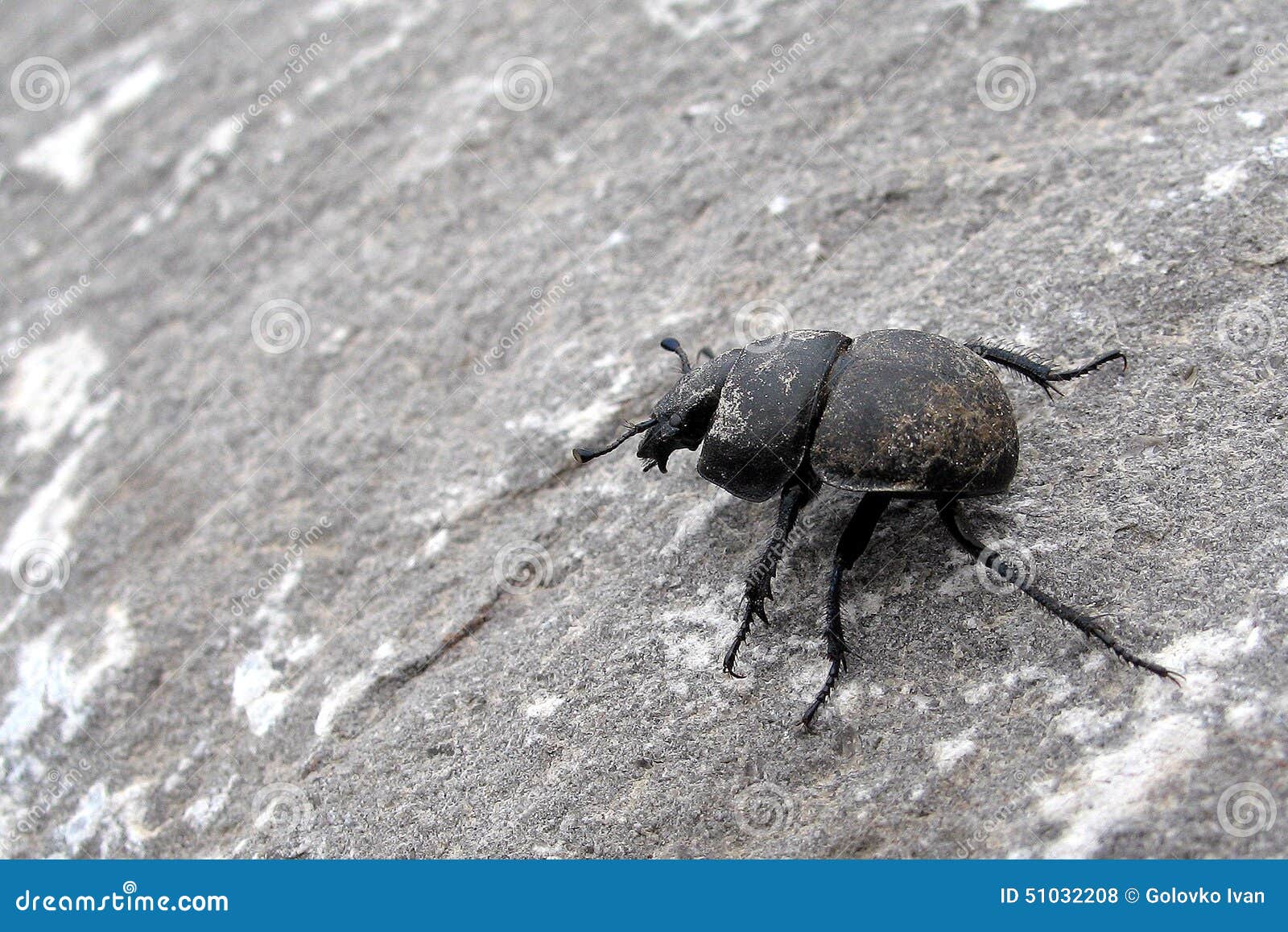 Beetle stock photo. Image of inscription, crawling, decaffeinated ...