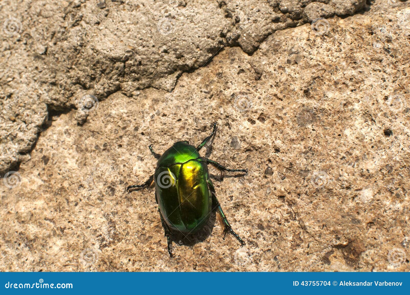 Beetle Crawling on Stonewall Stock Photo - Image of nature, entomology ...