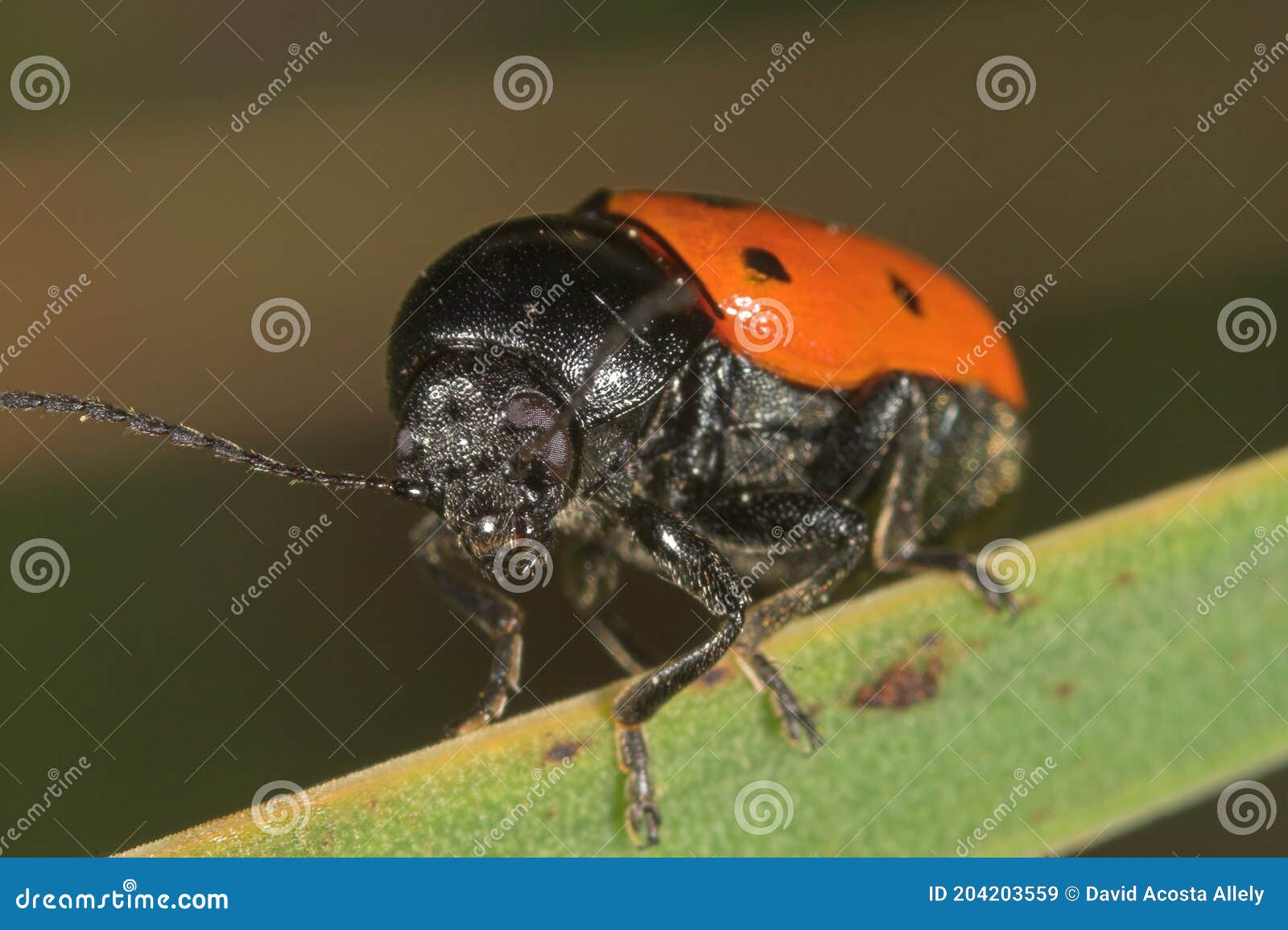 Beetle Crisomelido Clytrinae Stock Image - Image of small, antennas ...
