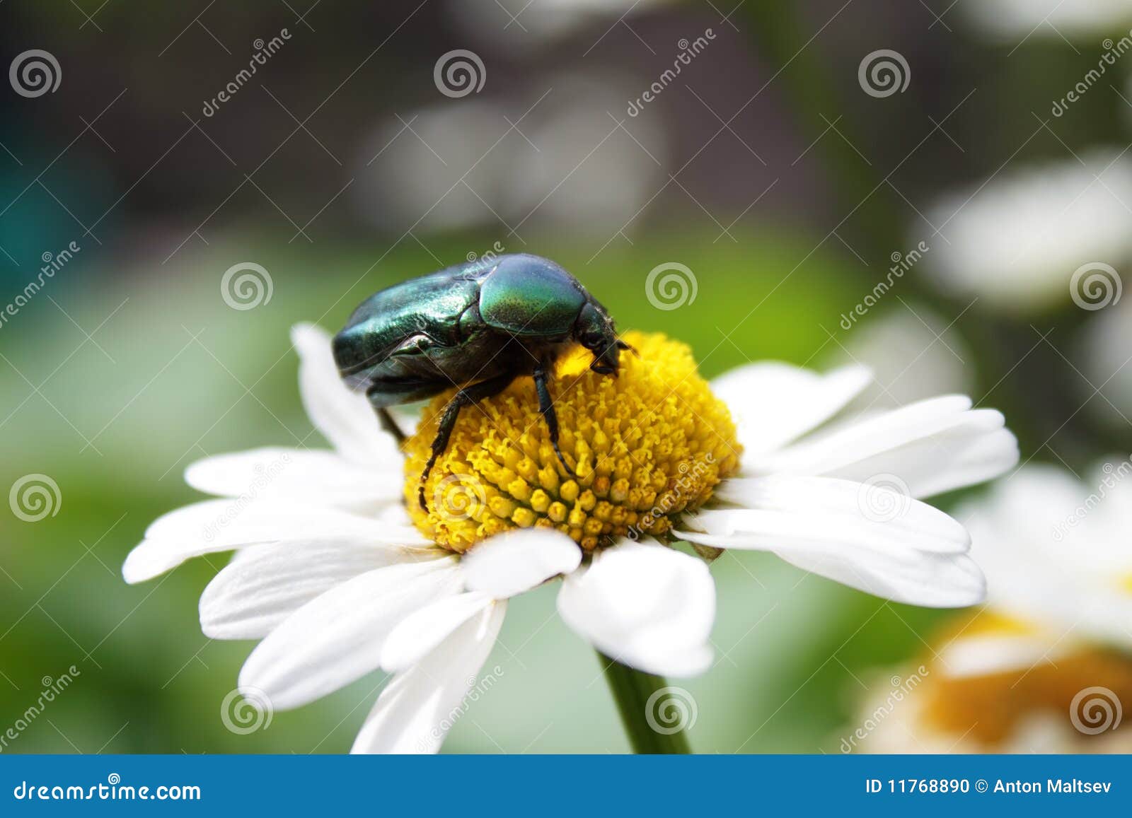 Beetle on daisy stock photo. Image of blossom, botany - 11768890