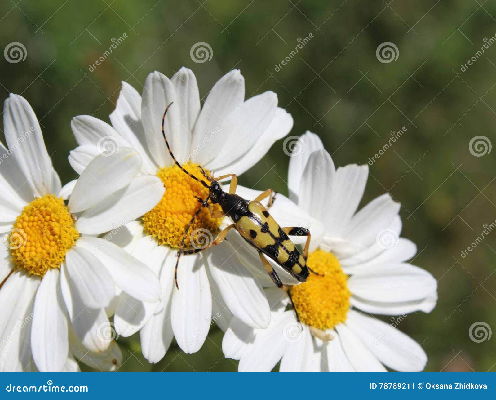 Beetle on daisy - closeup stock image. Image of sits - 78789211