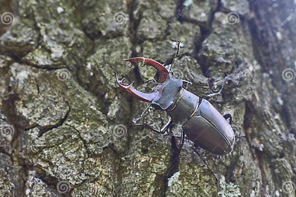 Beetle deer an oak tree. stock image. Image of coleopterous - 101256217