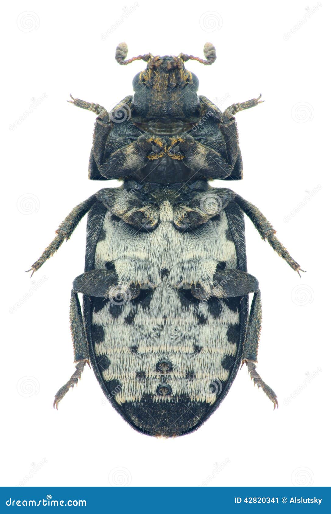 Beetle Dermestes Laniarius (underside) Stock Image - Image of closeup ...
