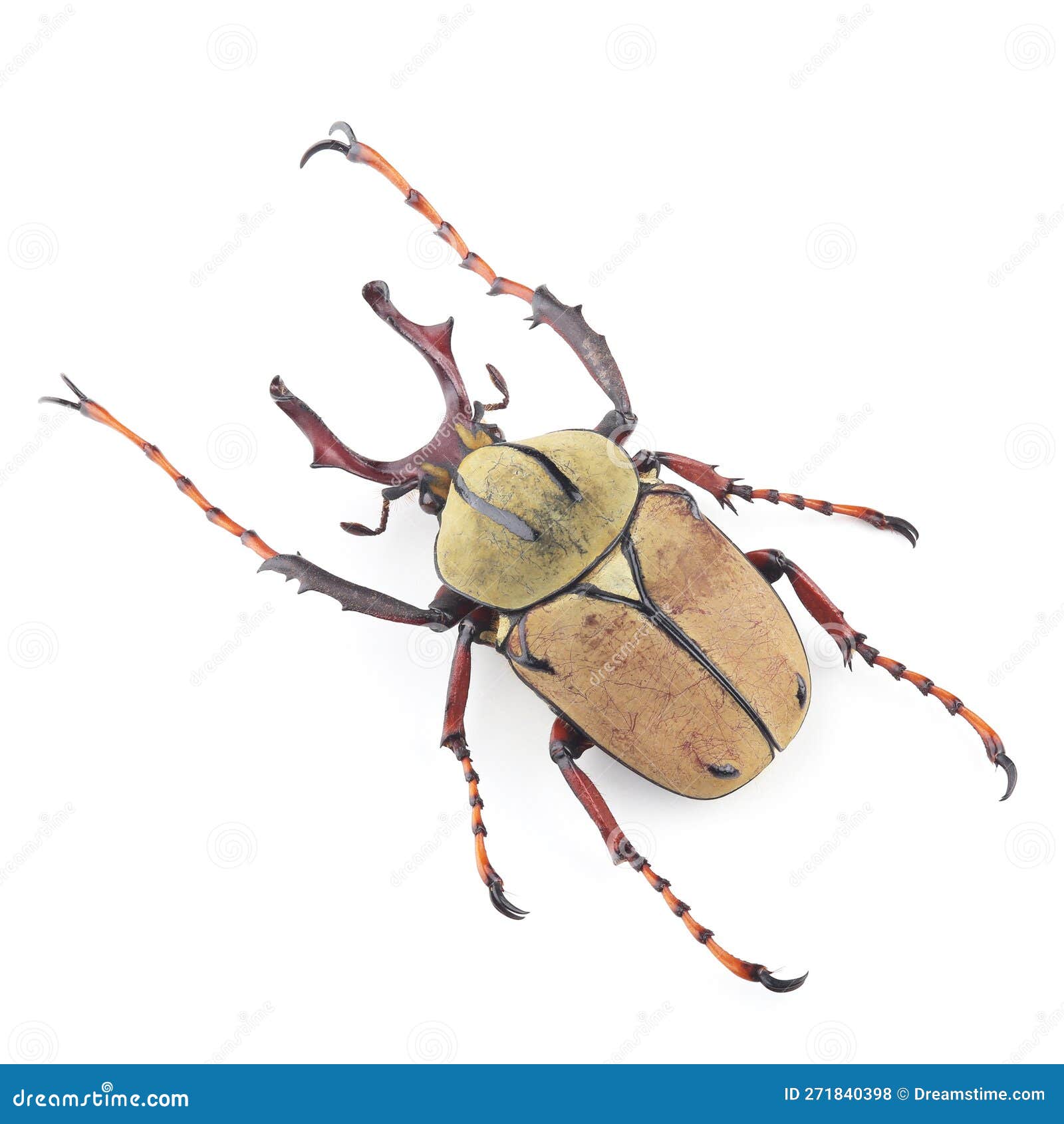Beetle (Dicranocephalus Wallichii) Isolated on White Background Stock ...