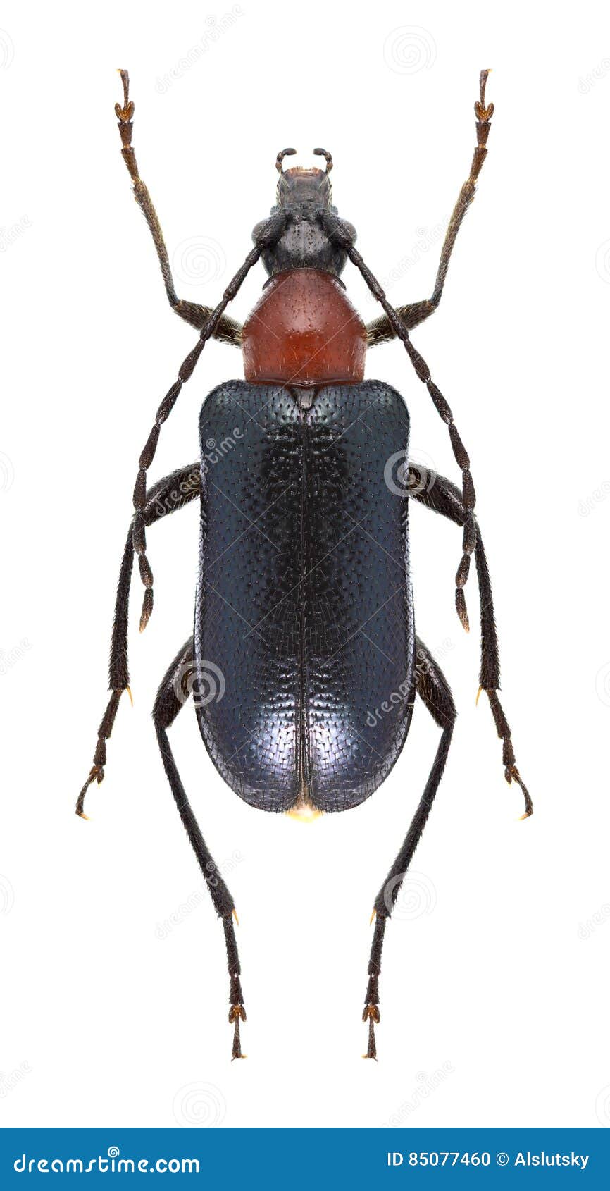 Beetle Dinoptera collaris stock photo. Image of cerambycidae - 85077460