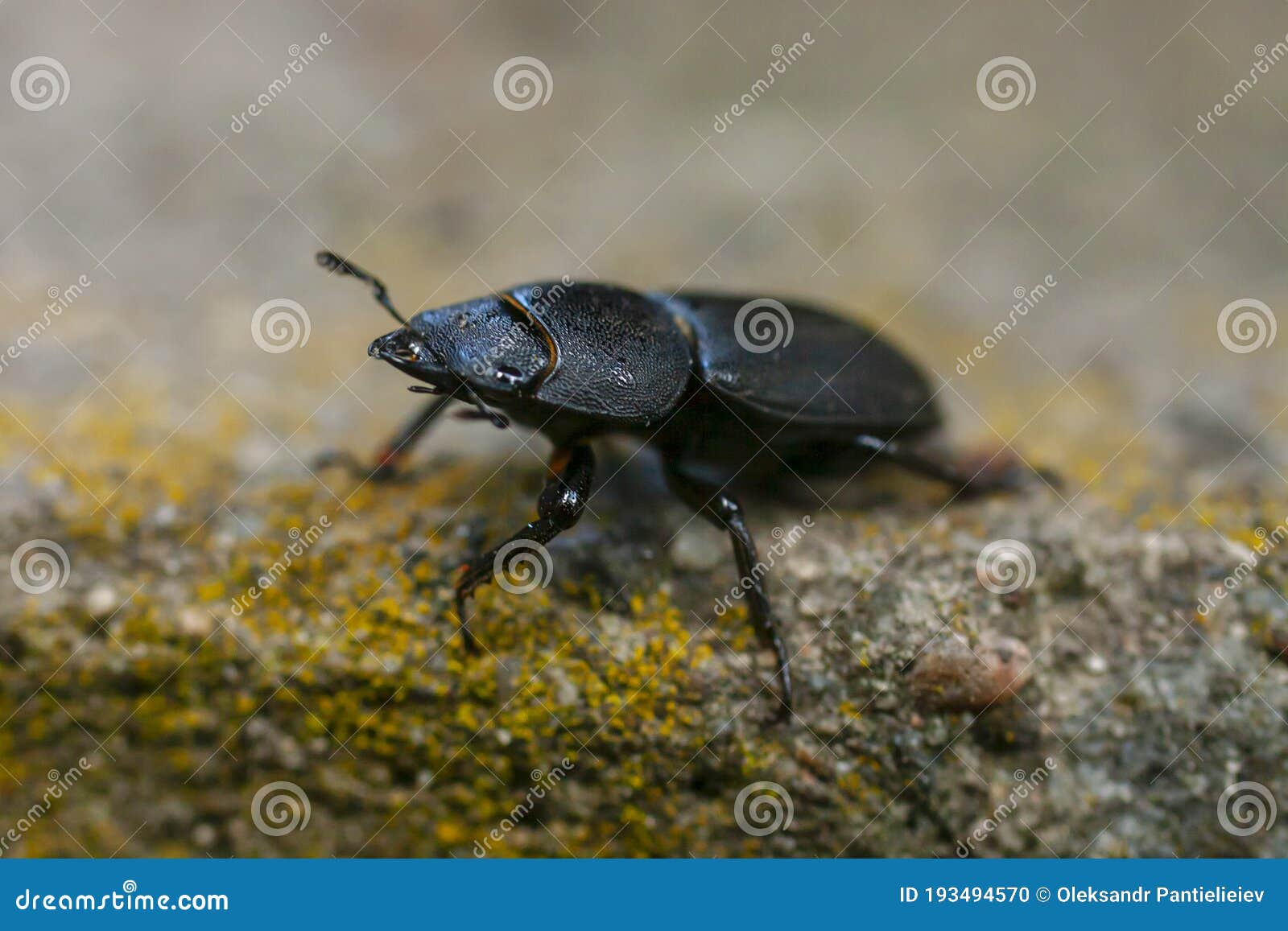 Beetle Dorcus Parallelipipedus Close-up. Macro Stock Photo - Image of ...