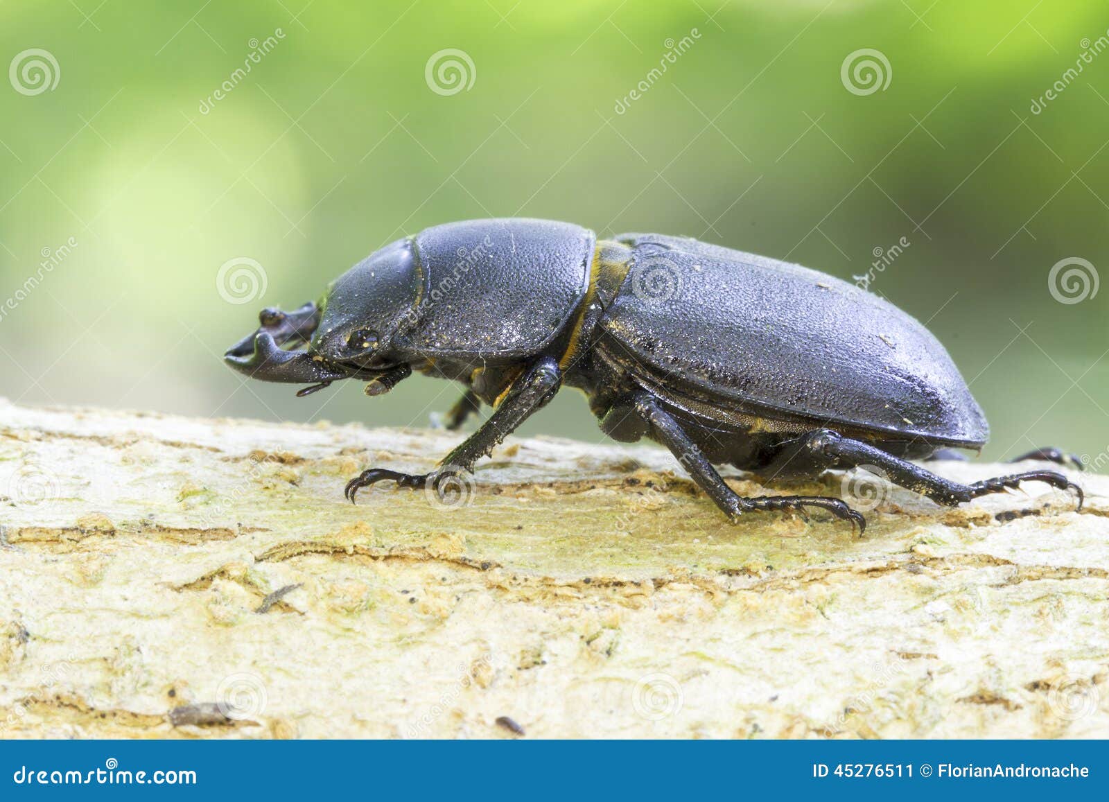 Beetle Dorcus Parallelipipedus / Lesser Stag Beetle Stock Image - Image ...