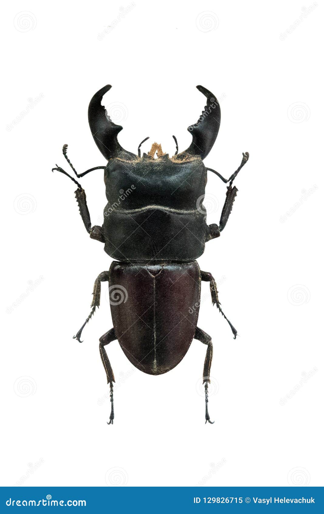 Dorcus Titanus Typhon Stag Beetle Royalty-Free Stock Image ...