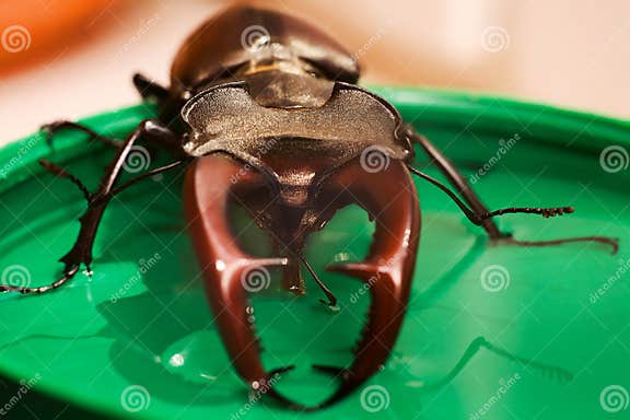 Beetle drinking syrup stock photo. Image of lukanus, large - 55826508