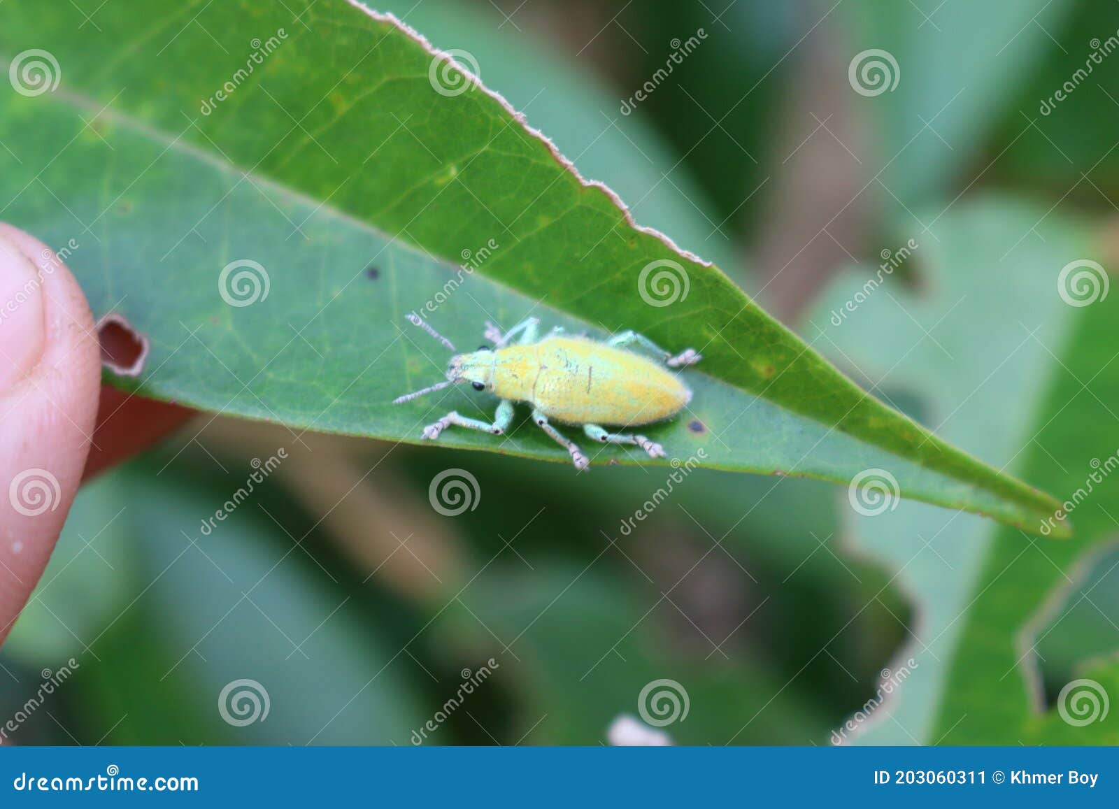 Beetle on durian leaf stock image. Image of arthropod - 203060311