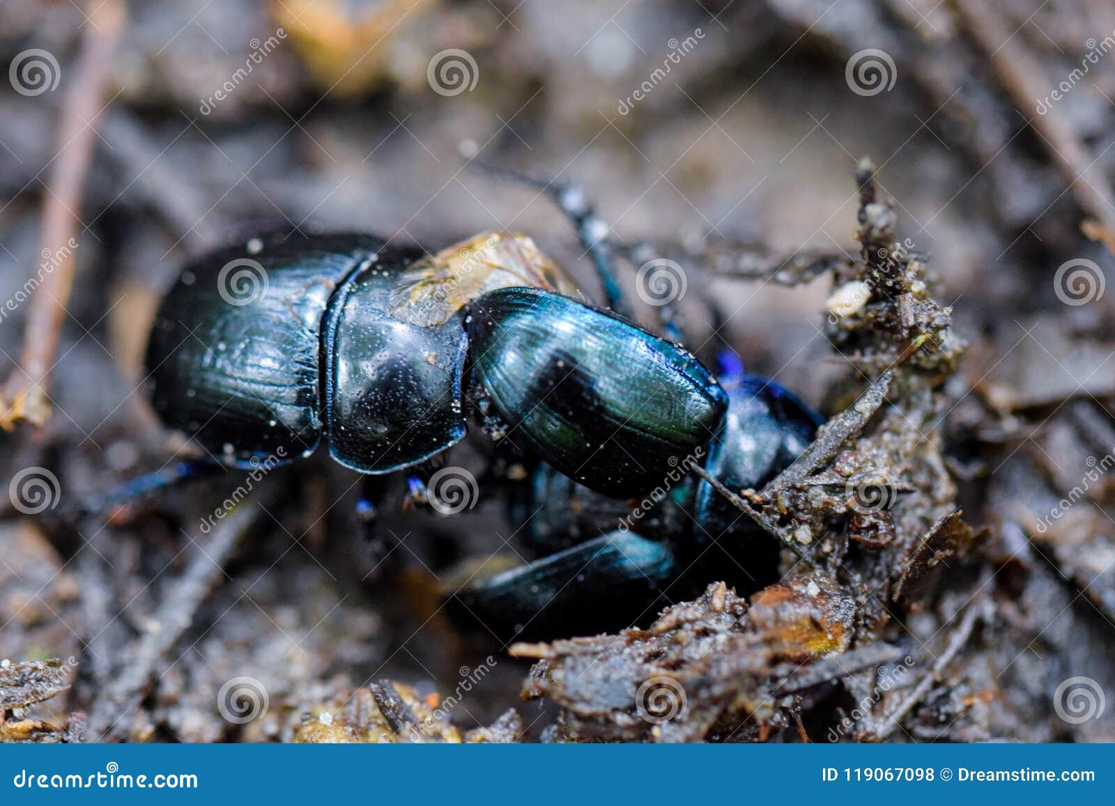 Beetle eat stock photo. Image of love, wild, amazing - 119067098