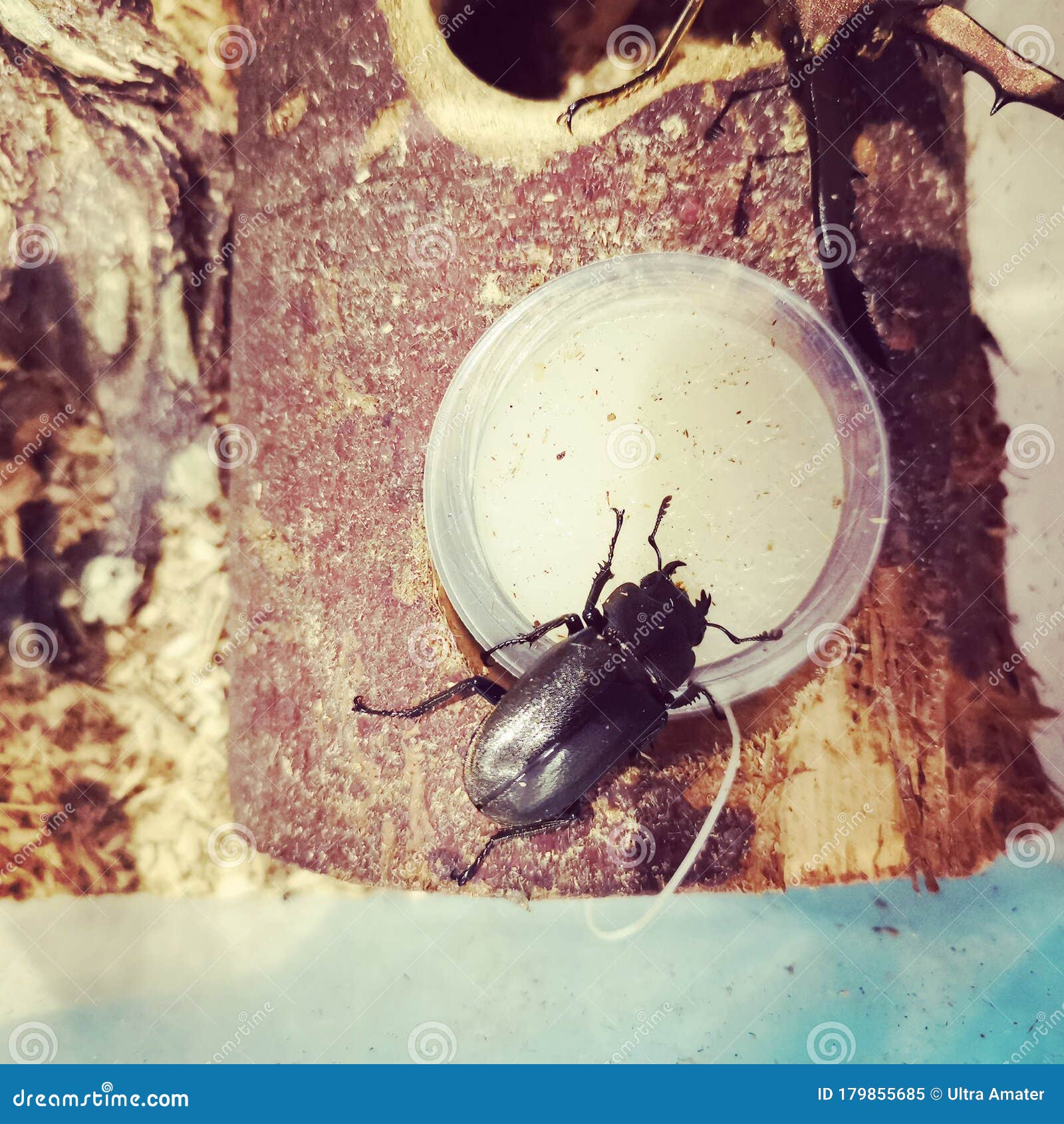 Beetle eating food stock image. Image of pest, insect - 179855685