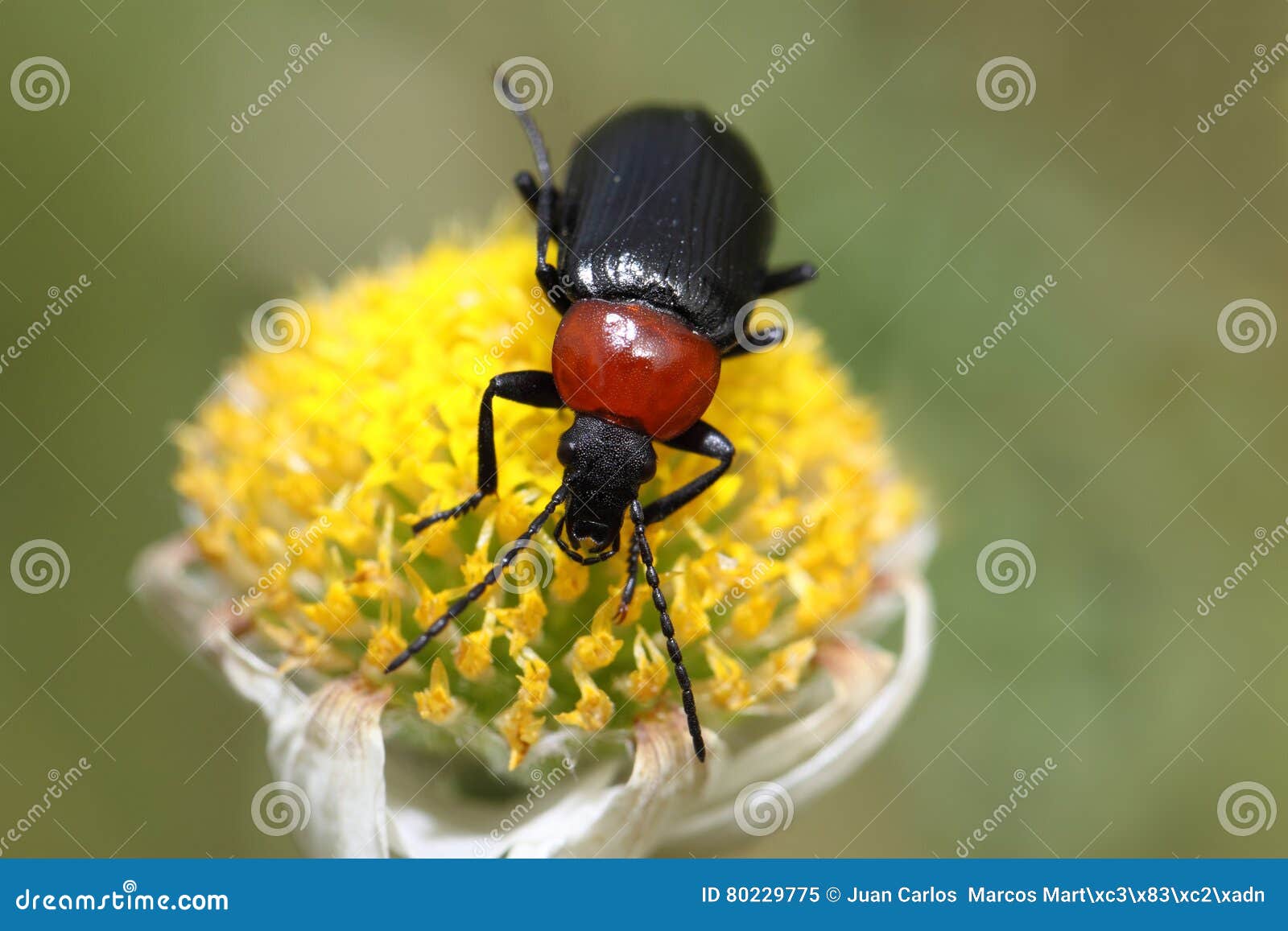 Beetle eating nectar stock image. Image of flower, mediterranean - 80229775