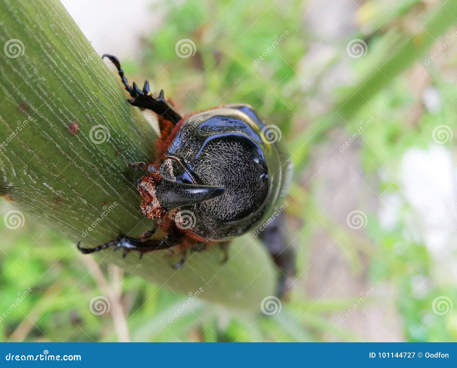 Beetle stock image. Image of color, male, beautiful - 101144727