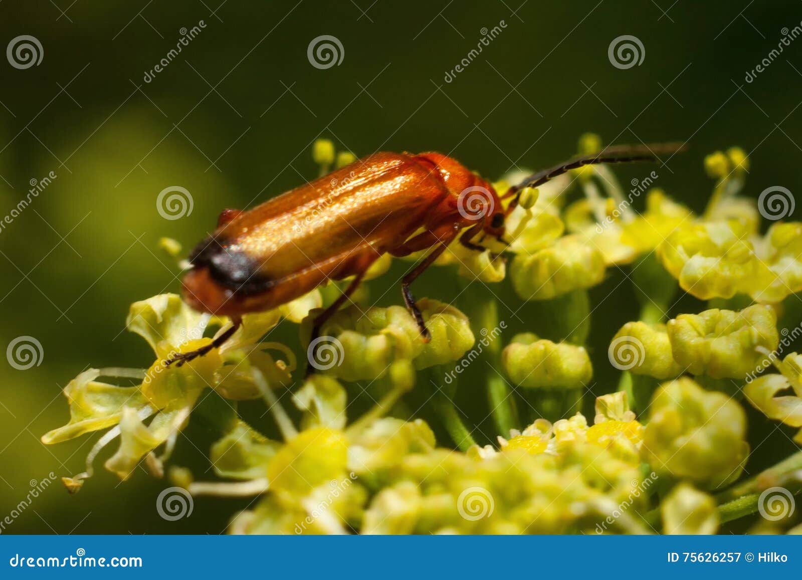 Beetle Firefighter (Cantharis Rustica) Stock Image - Image of beautiful ...